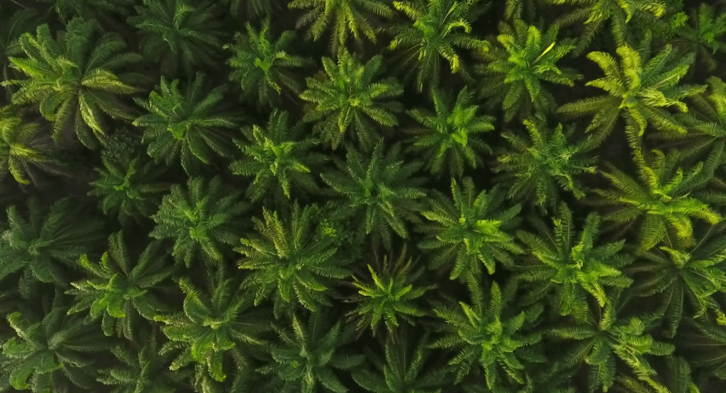 aerial-view-palm-oil-tree-plantation-from-above-hd-birds-eye-view-krabi ...